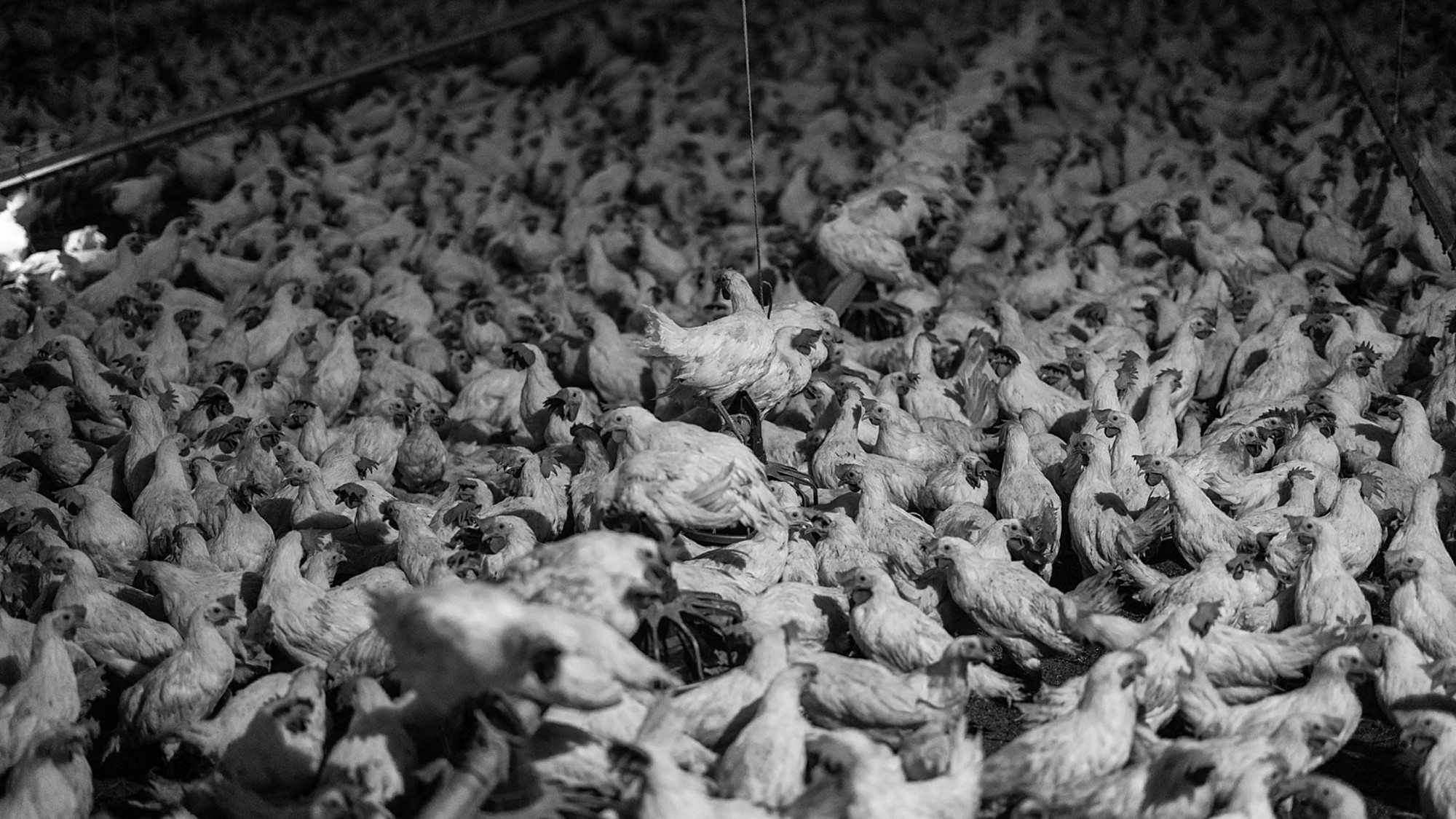 Pecuária industrial aumenta cada vez mais na Europa | Esquerda