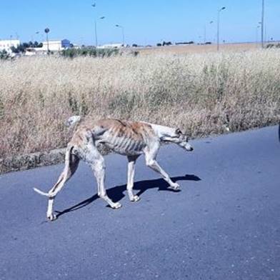 SOS Animal pede o fim das corridas de galgos | Esquerda