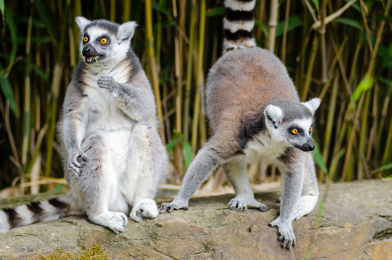 Lémures estão ameaçados de extinção em Madagáscar, avisam ...